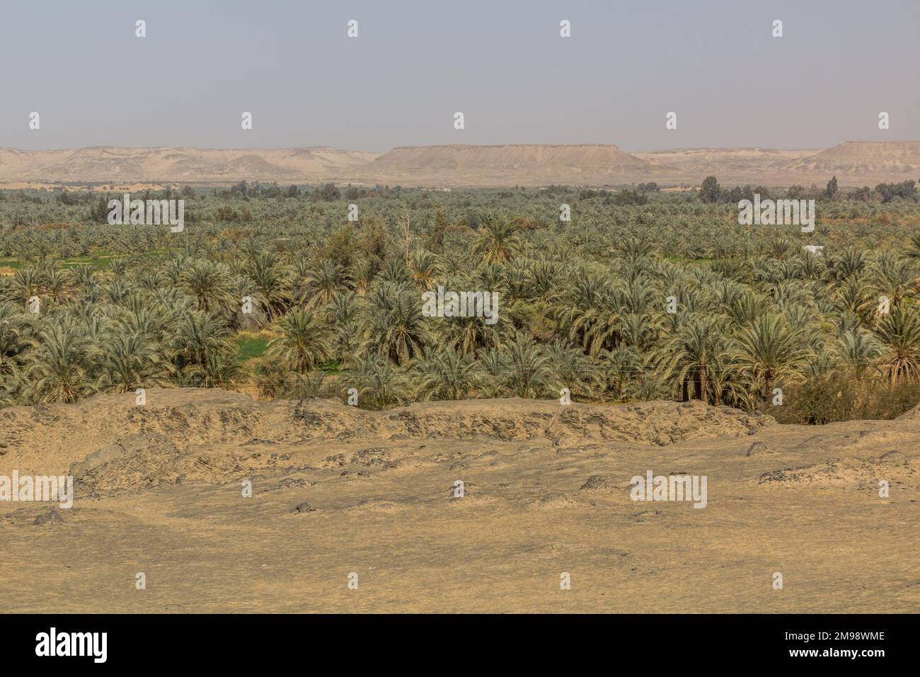View of Bahariya oasis, Egypt Stock Photo - Alamy