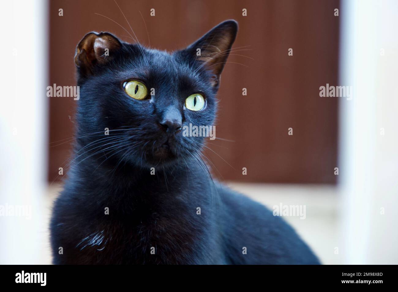 Cat in Palermo Sicily Stock Photo - Alamy