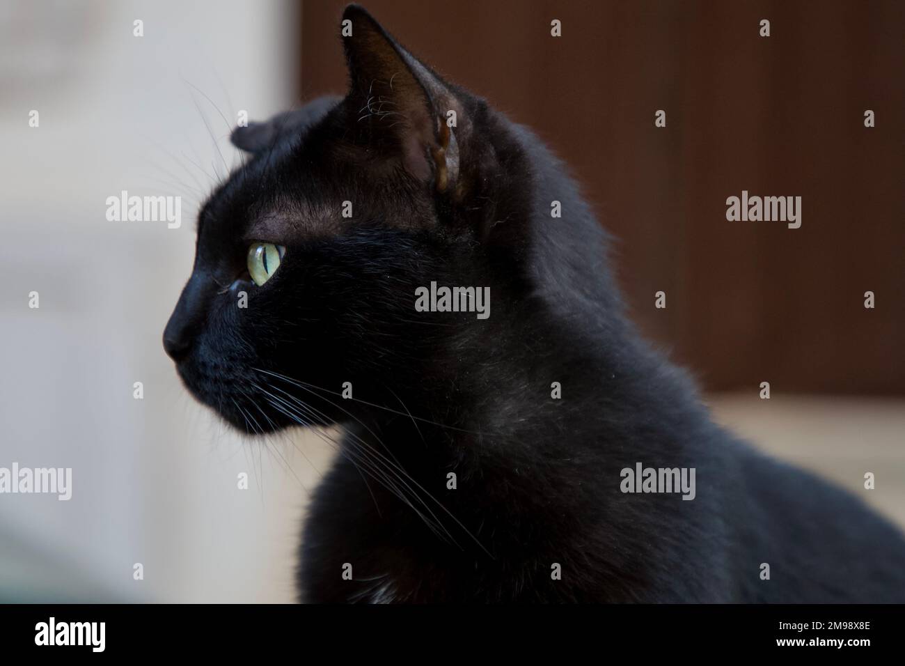 Cat in Palermo Sicily Stock Photo - Alamy