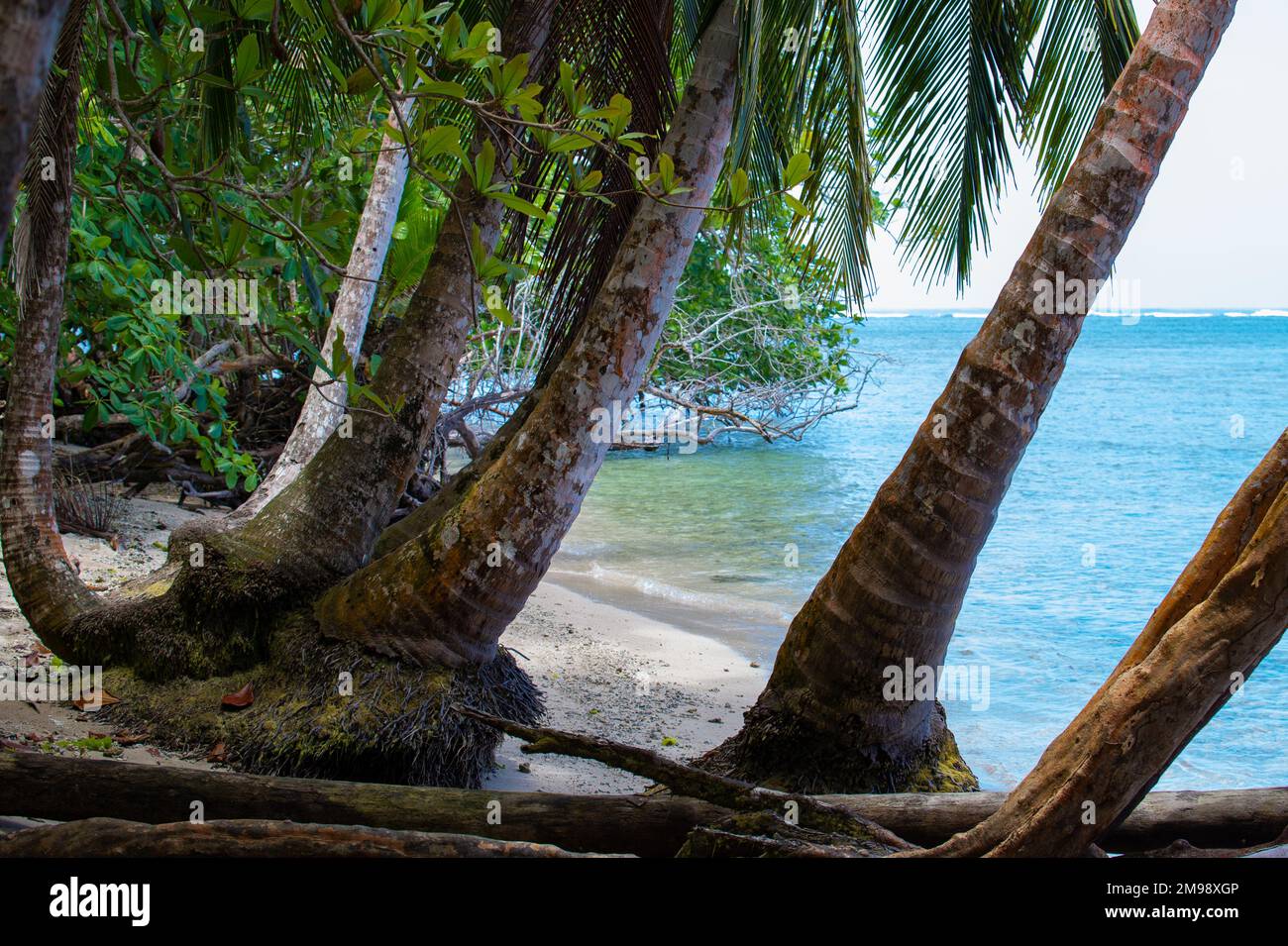 A tropical white sand beach in Cahuita National Park. On the Caribbean ...