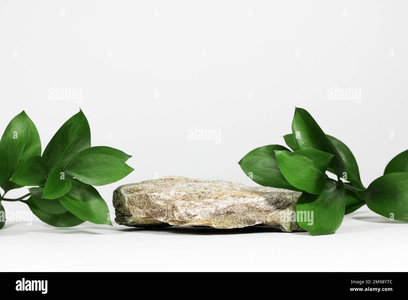 Creative layout of colorful riskus leaves on a white background in the ...