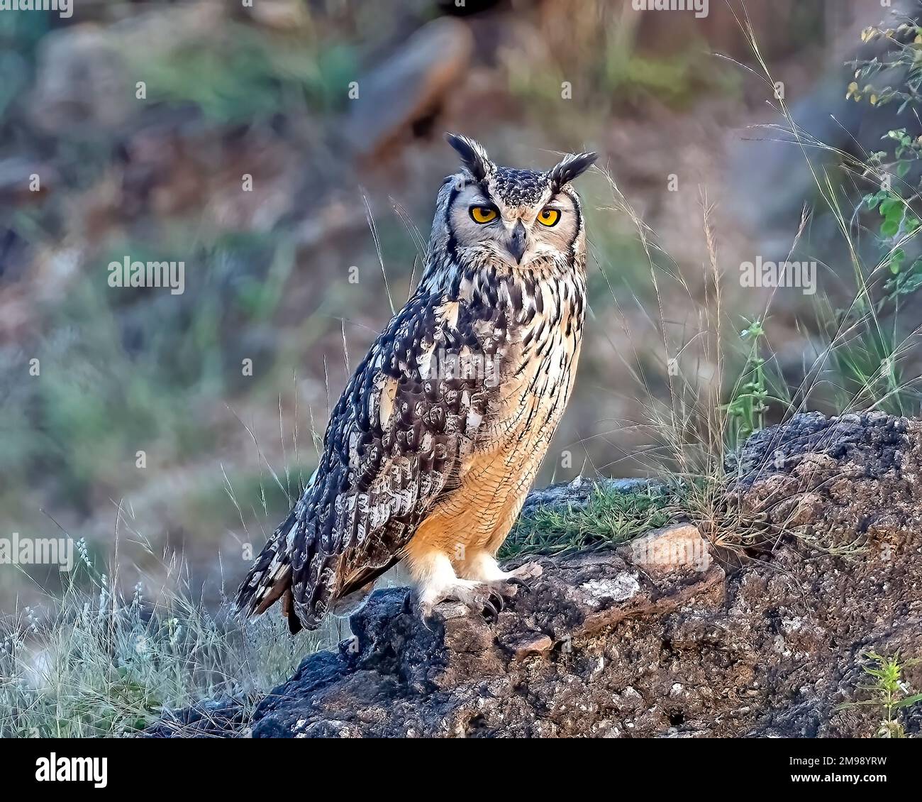 Indian Eagle Owl Stock Photo - Alamy