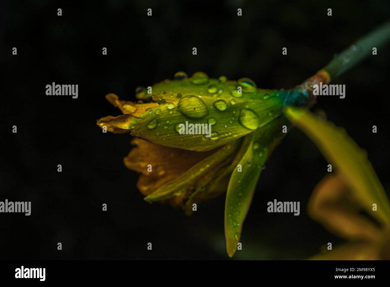 A closeup shot of the flower bud with rain drops on it on the blurred ...