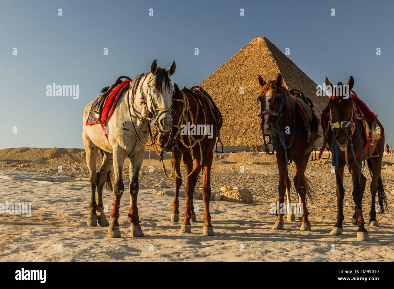 Horses in front of the Great pyramids of Giza, Egypt Stock Photo - Alamy