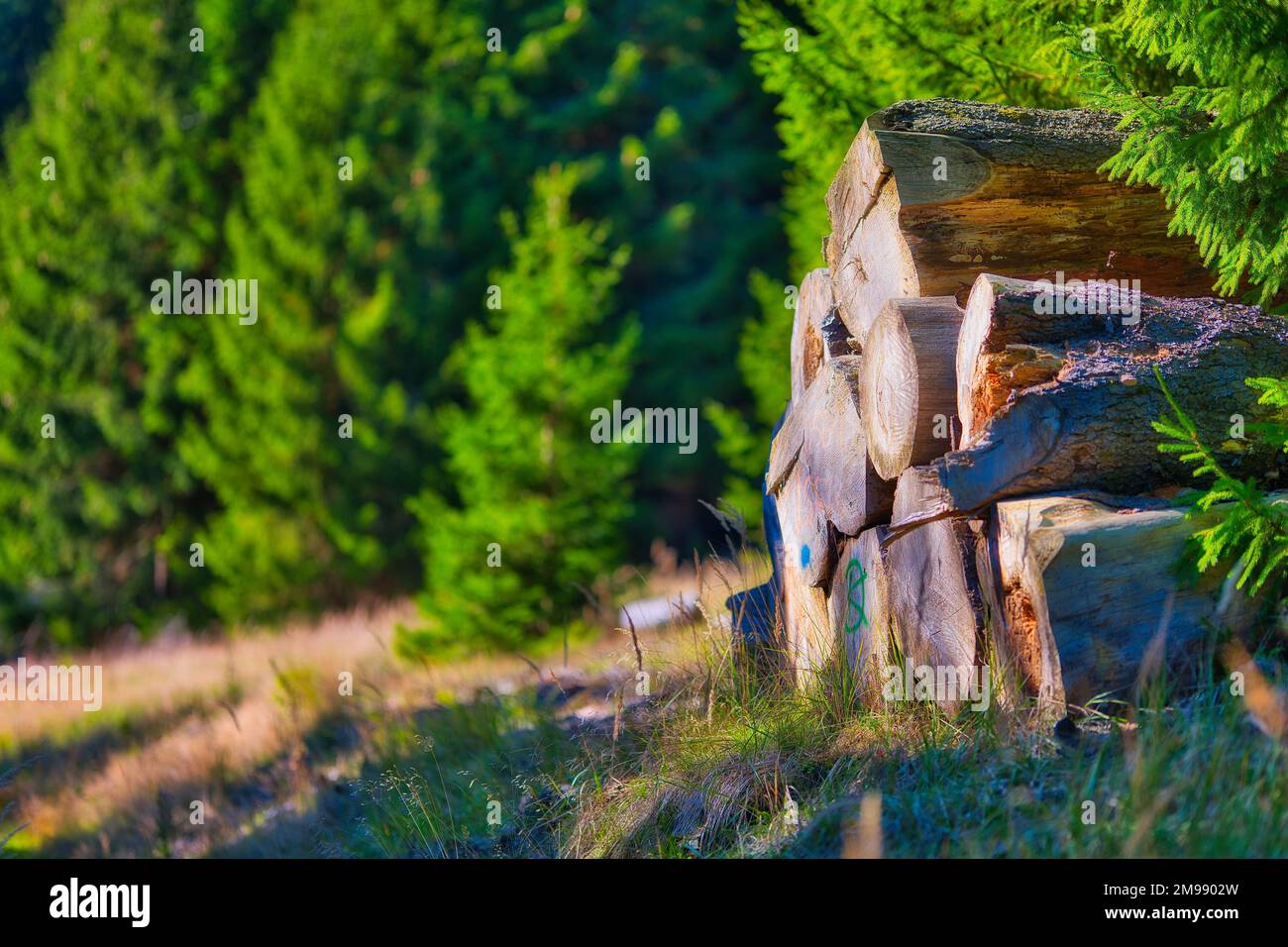 A stack of wood with the green trees and shrubs in the blurred ...