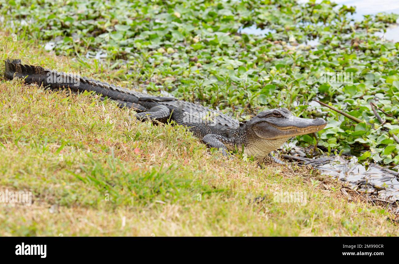 American alligator sunning river hi-res stock photography and images ...
