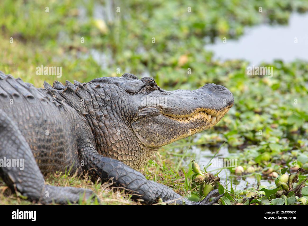 Alligator water hyacinth hi-res stock photography and images - Alamy
