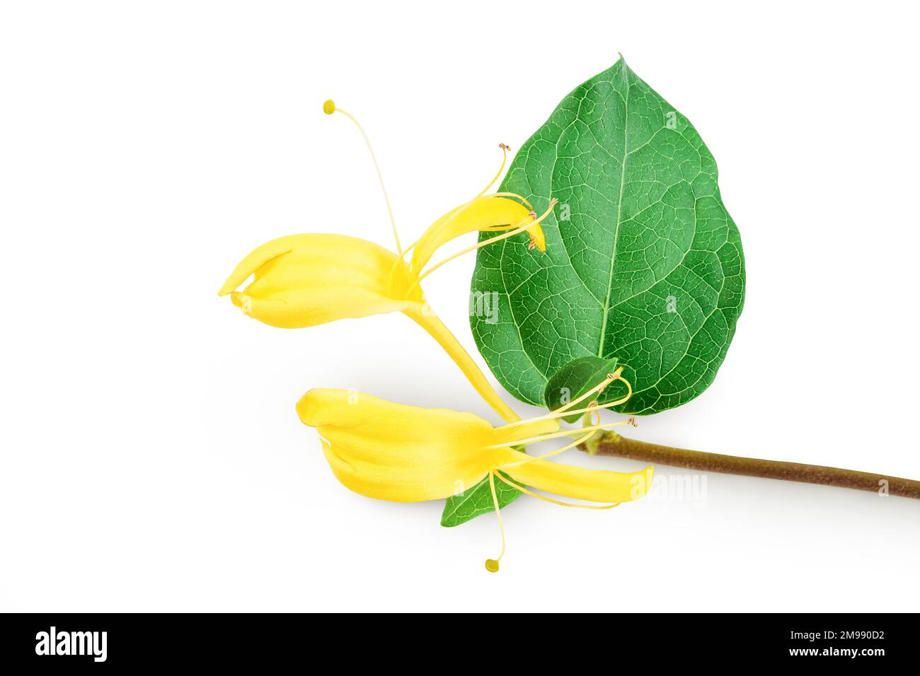 honeysuckle flower isolated on white background with full depth of ...