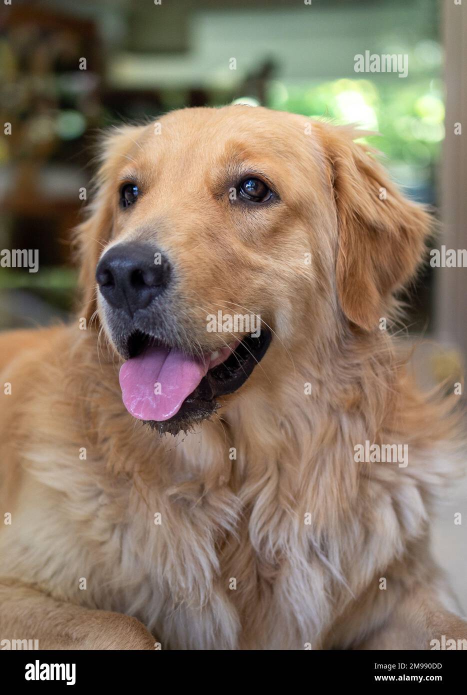 A vertical closeup shot of an adorable fluffy golden retriever dog ...