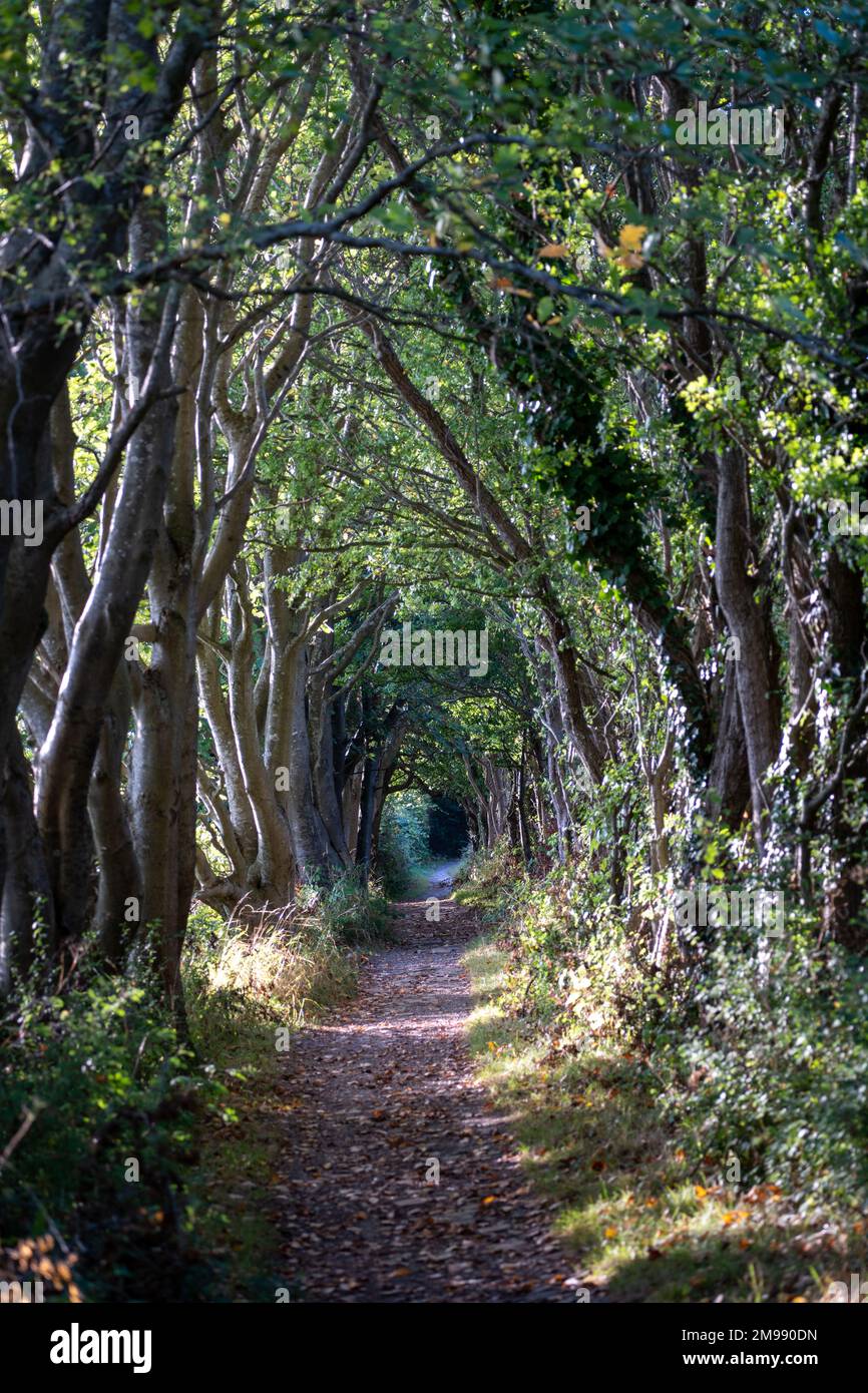 A vertical shot of a walking trail through lush green trees Stock Photo ...