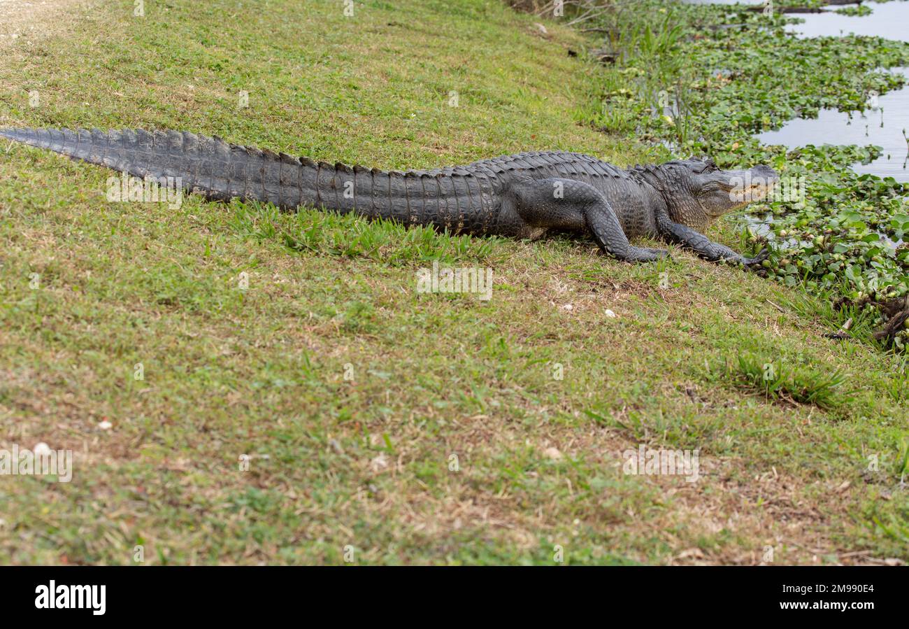 American alligator sunning river hi-res stock photography and images ...