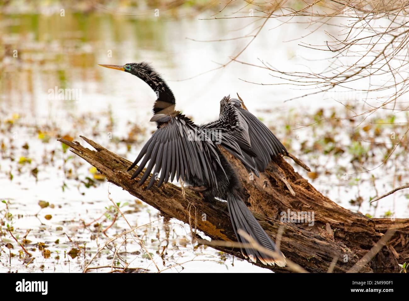 Anhinga Drying Wings Stock Photo - Alamy
