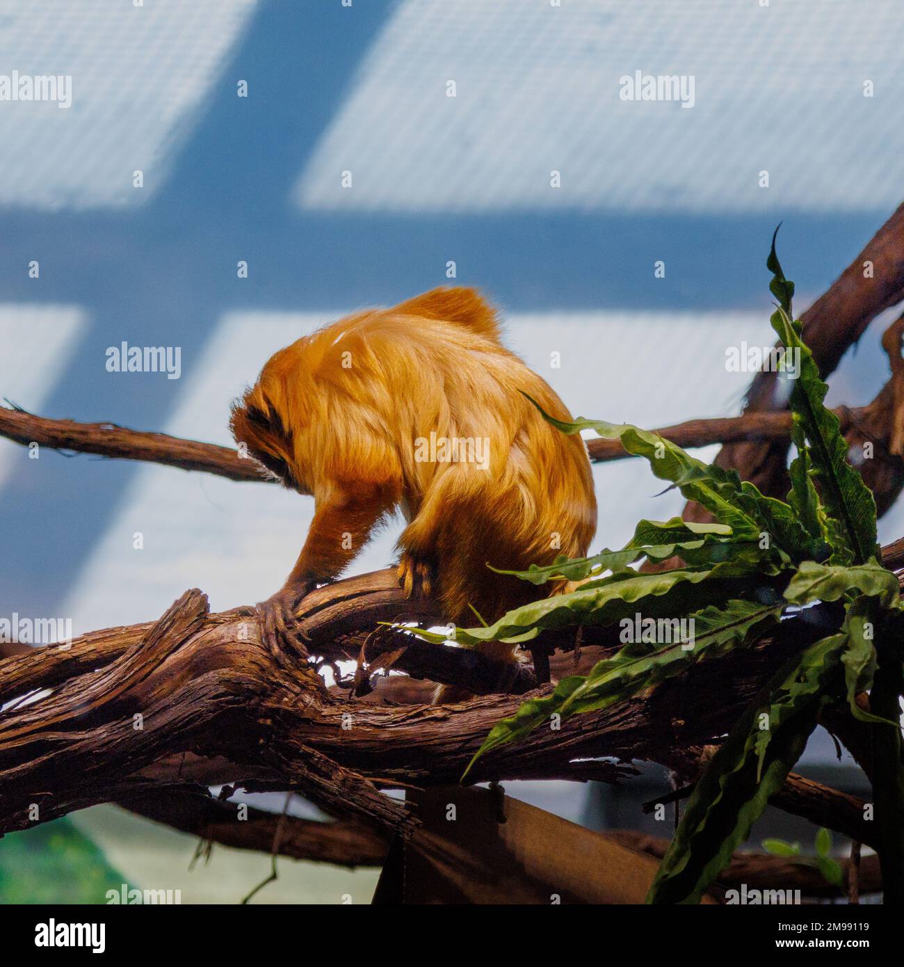 Monkey scratching himself on a branch Stock Photo - Alamy