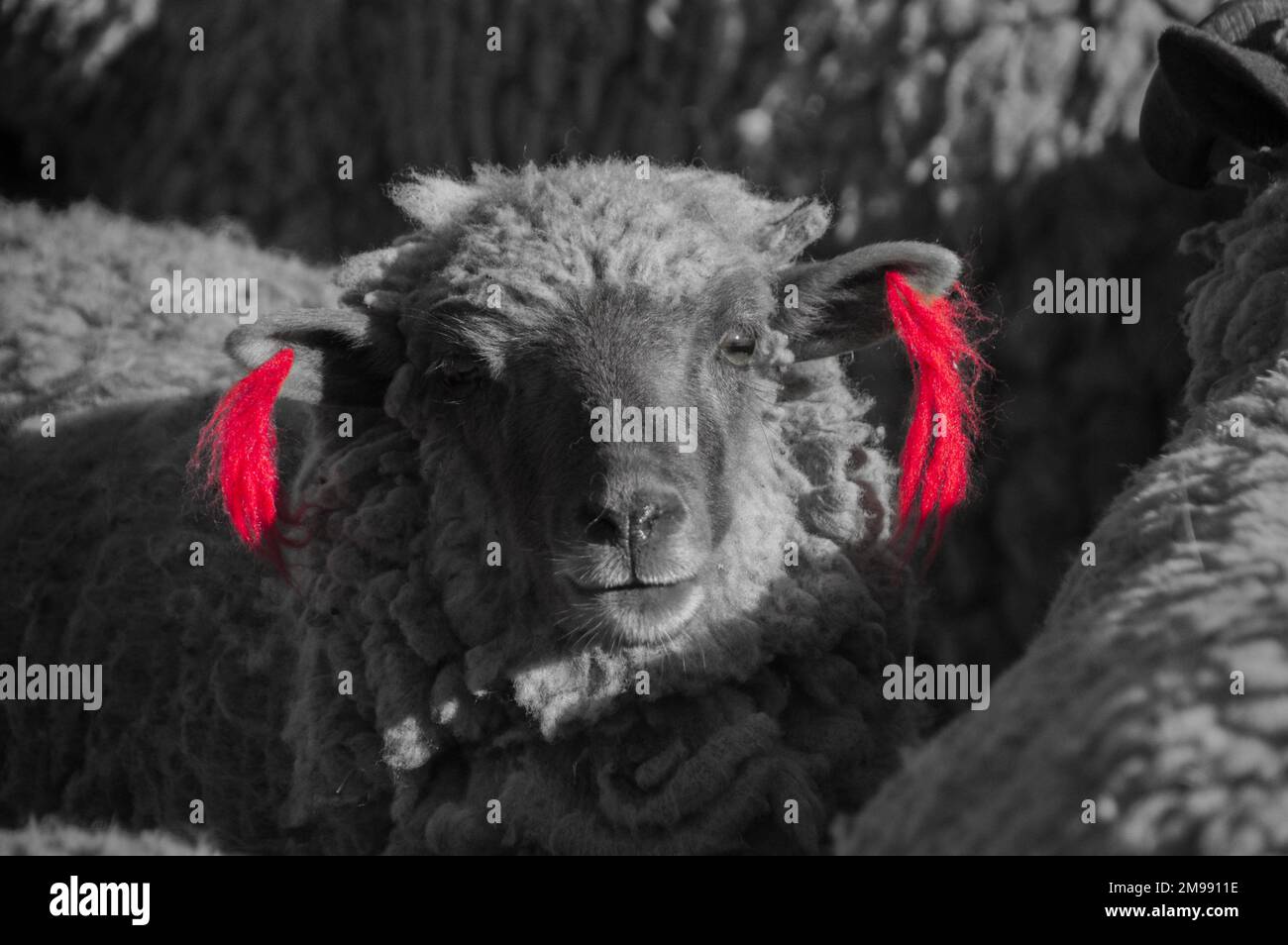 Sheep with red string Stock Photo - Alamy