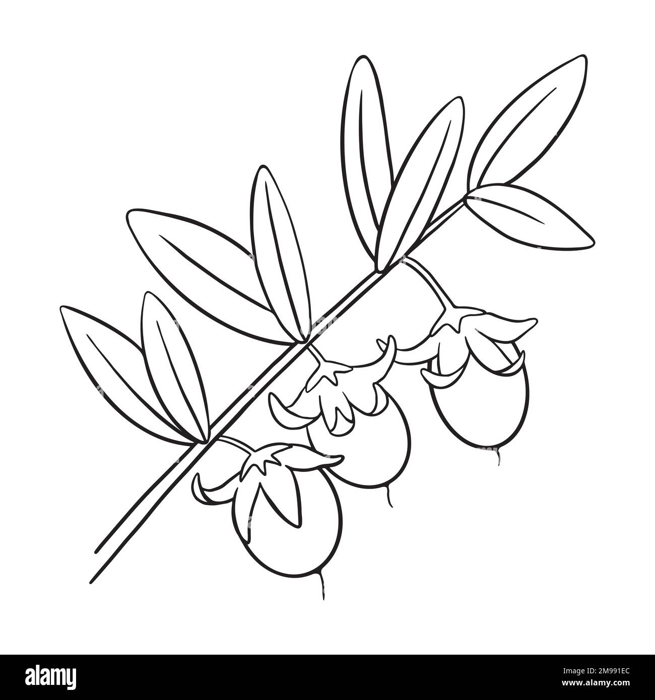 Jojoba branch with seeds isolated on white background. Natural oil ...