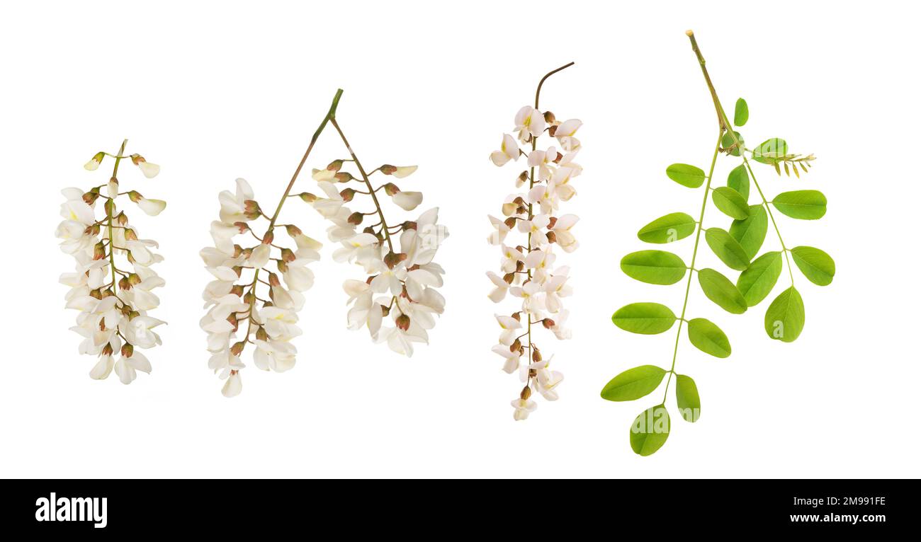 Black locust branch and flowers isolated on white background Stock ... Black locust branch and flowers isolated on white background Stock ...