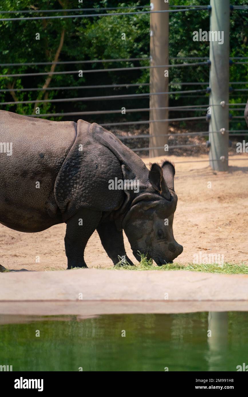 A rhino grazing grass in zoo Stock Photo - Alamy