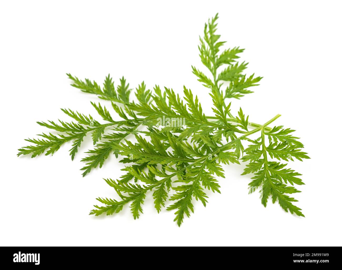 Artemisia annua plant isolated on white background Stock Photo - Alamy
