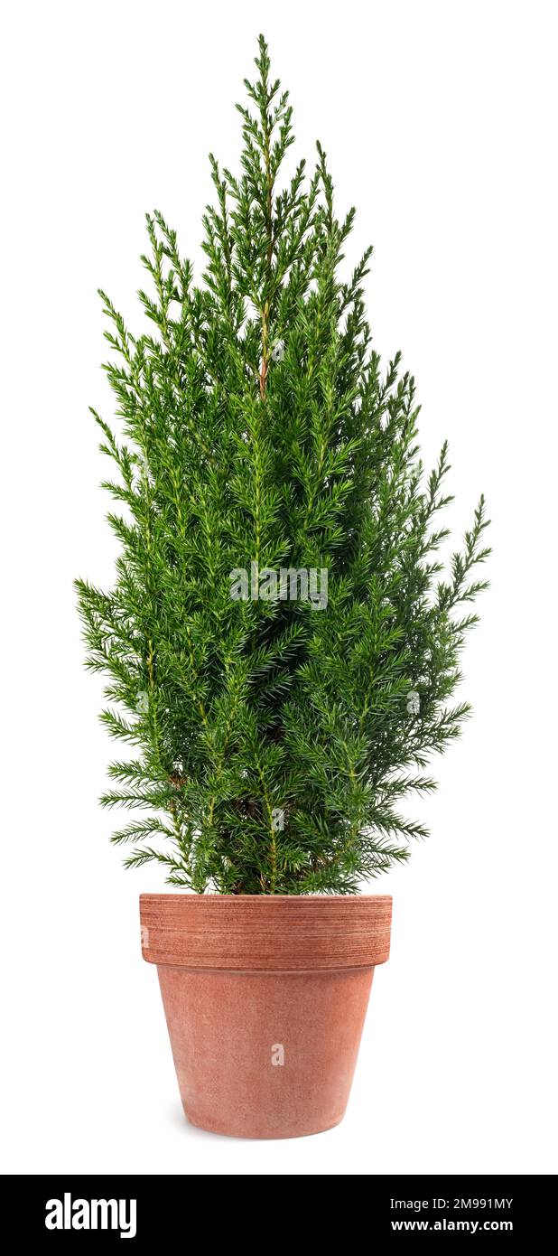 Chinese juniper hi-res stock photography and images - Alamy