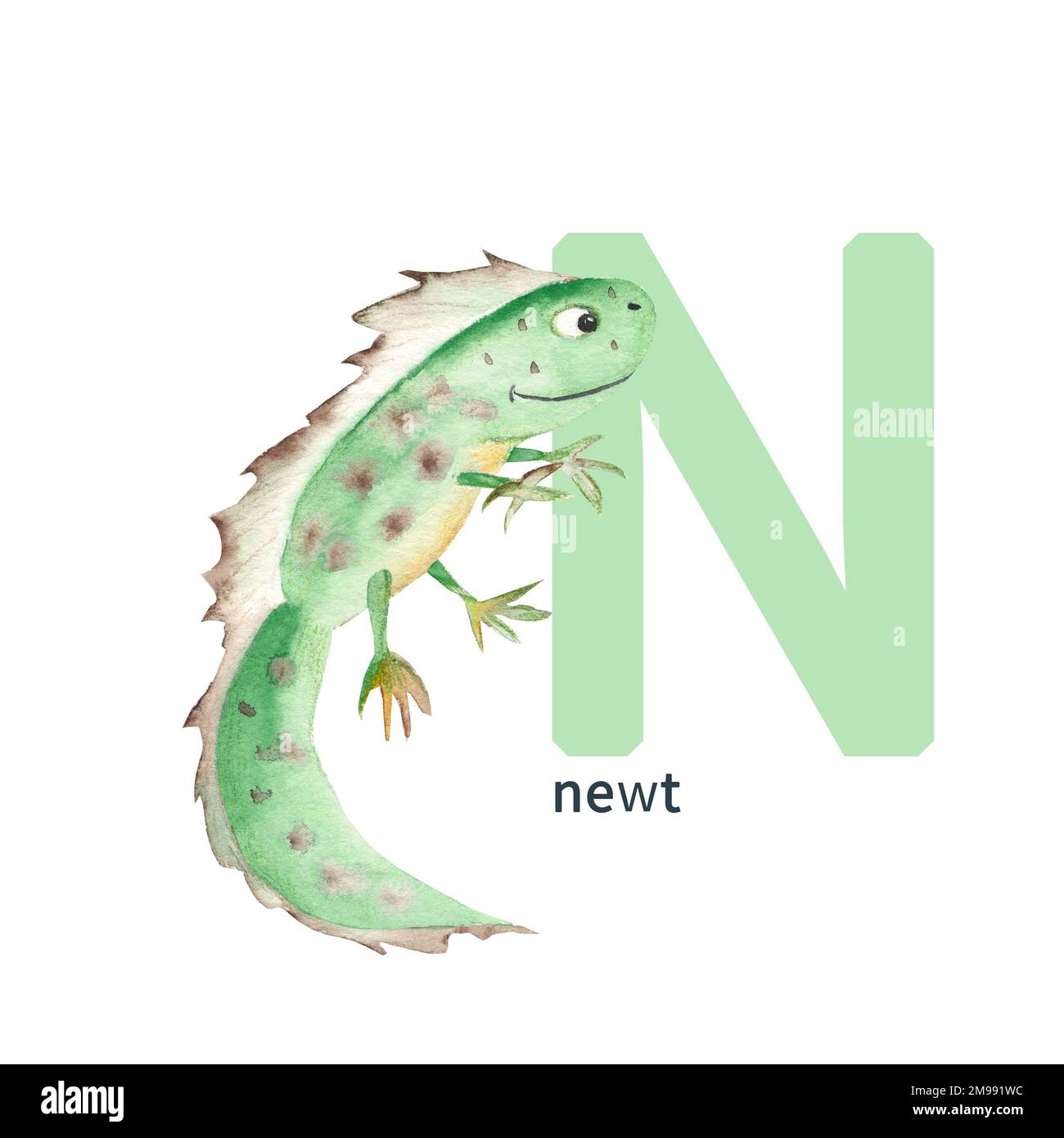 Letter N, newt, cute kids animal ABC alphabet. Watercolor illustration ...