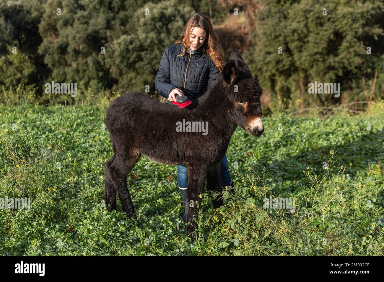 Donkey hair hi-res stock photography and images - Alamy