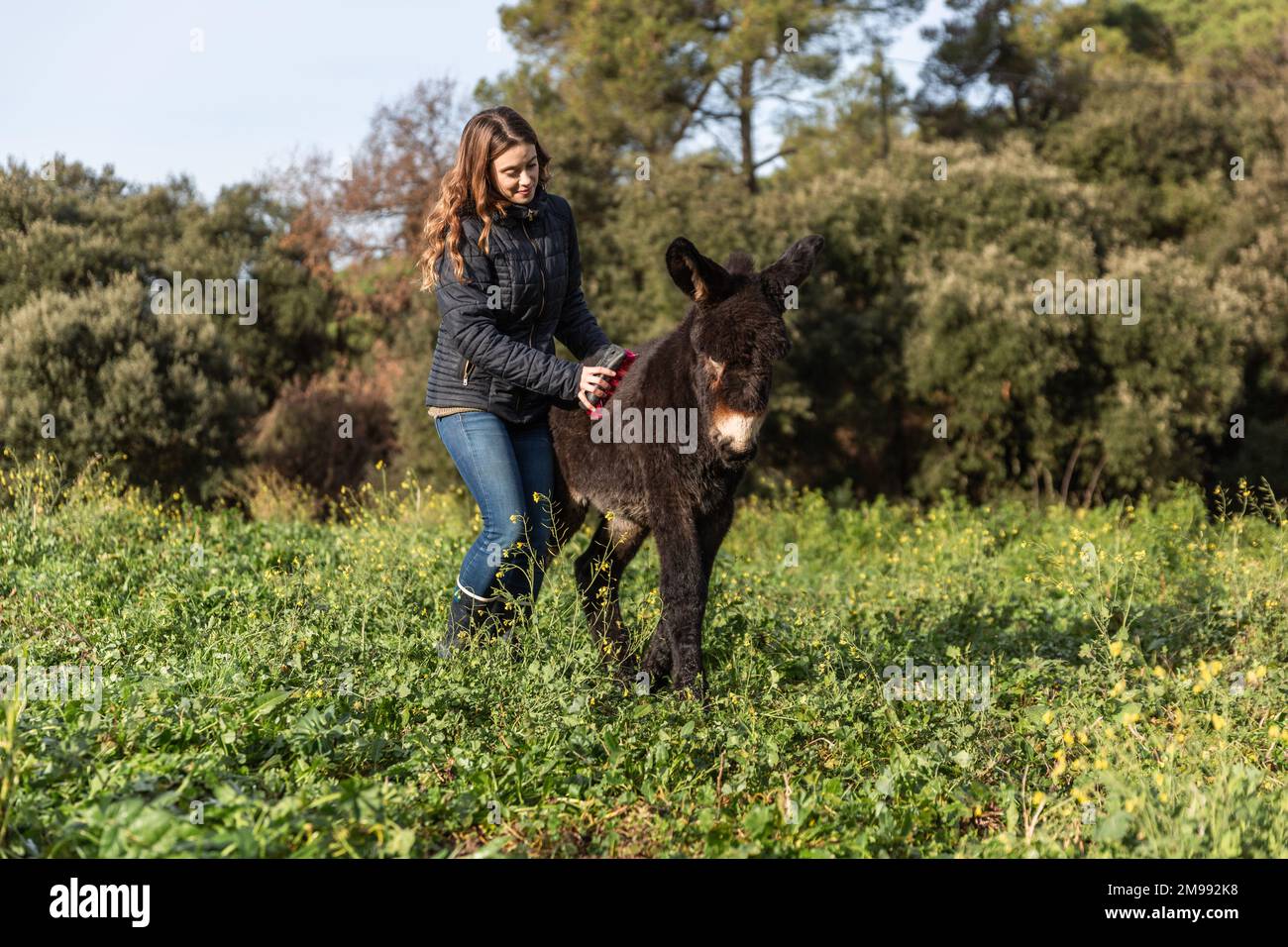 Woman brushing the hair of a donkey outdoors in the nature Stock Photo ...