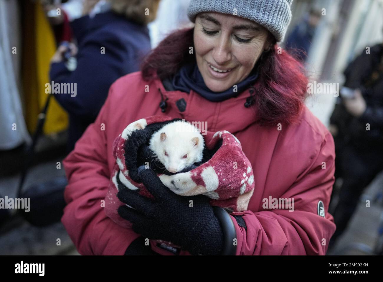 Madrid, Spain. 17th Jan, 2023. A ferret named Elvis is carried by its ...