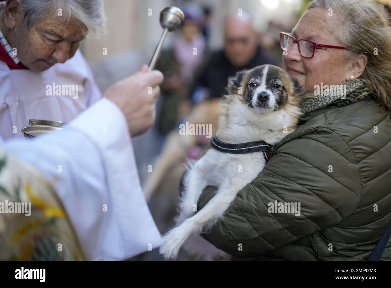 Patron dog hi-res stock photography and images - Alamy