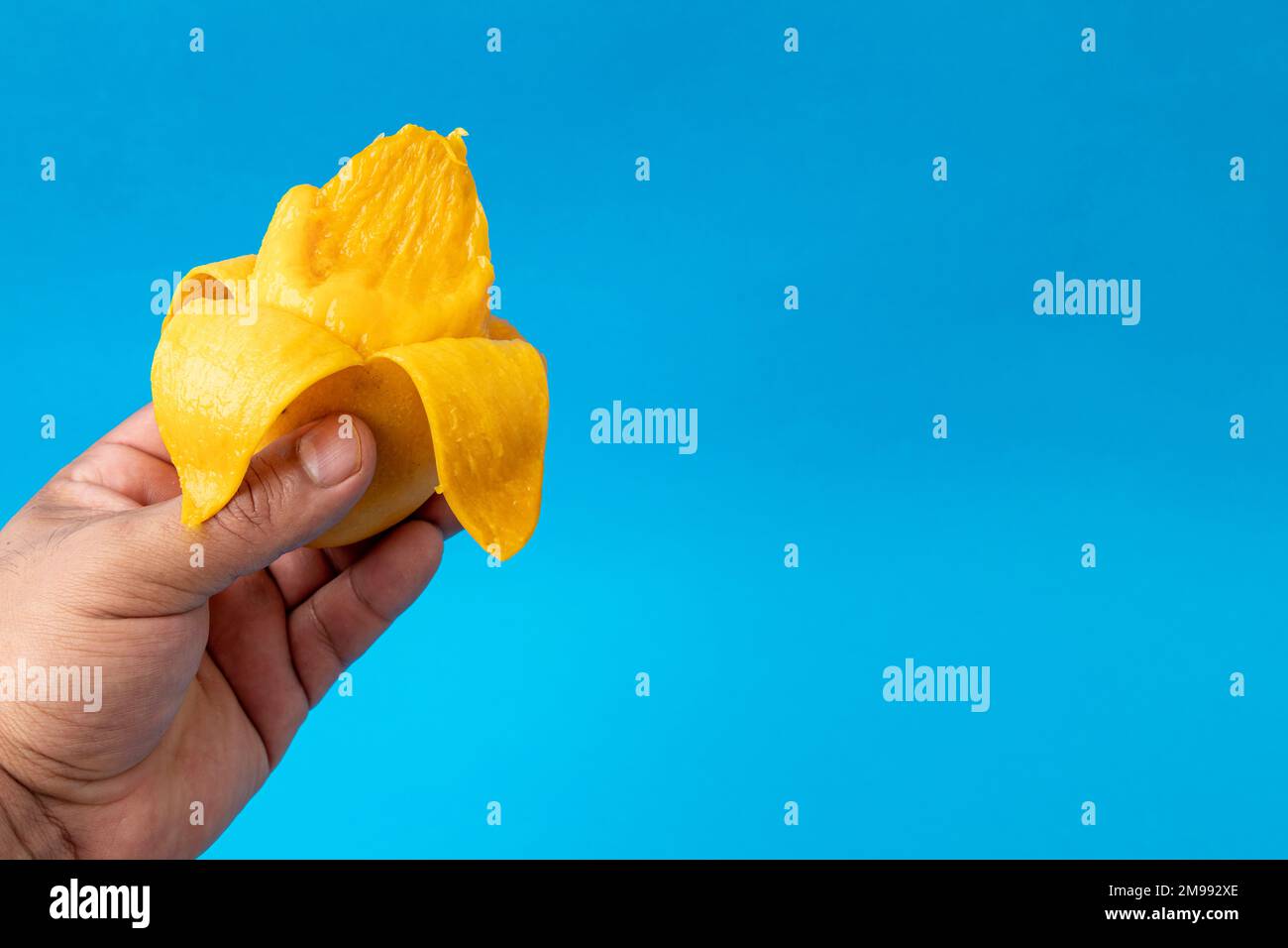 Hand holding a peeled and eaten manila mango, with blue background and ...