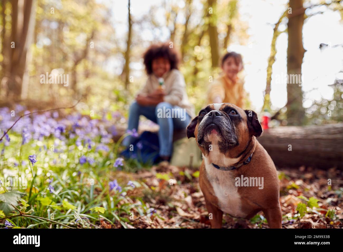 Two Children Walking Pet Dog Through Bluebell Woods In Springtime ...