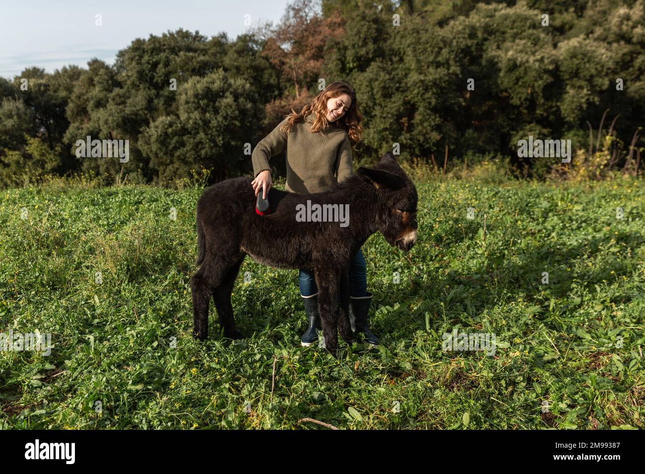 Woman smiling while brushing the hair of a donkey standing outdoors in ...