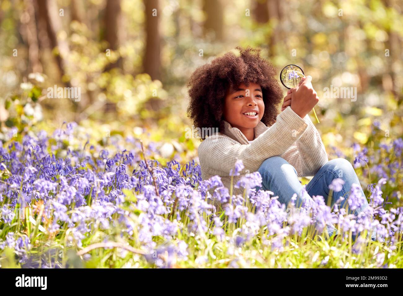 Boy In Spring Woodlands Examining Bluebells With Magnifying Glass Stock ...