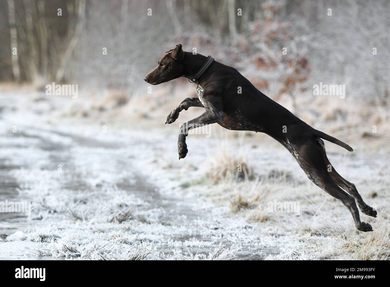 London, UK. 17th January, 2023: A German Shorthaired Pointer enjoying ...