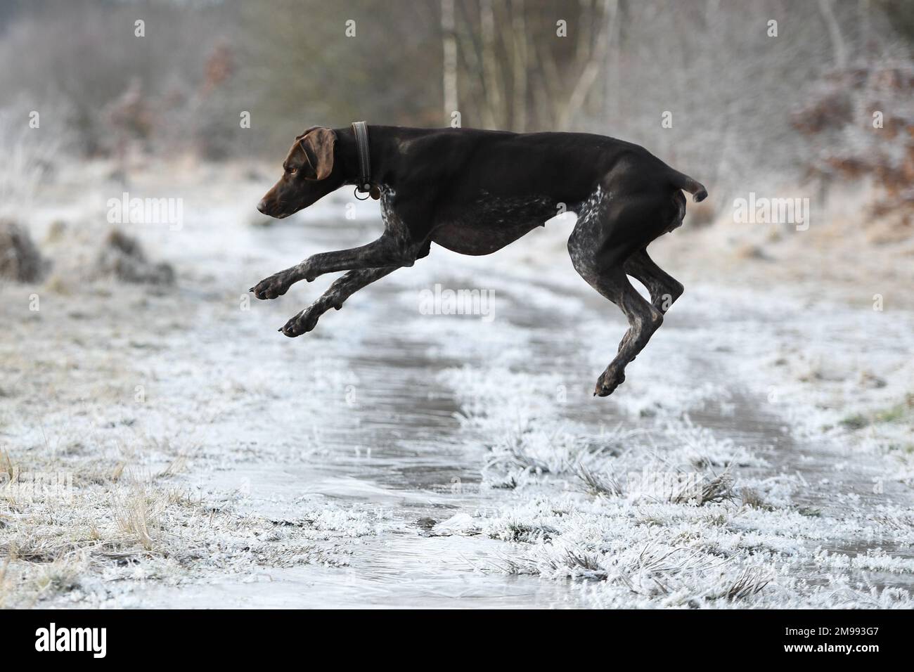 London, UK. 17th January, 2023: A German Shorthaired Pointer enjoying ...