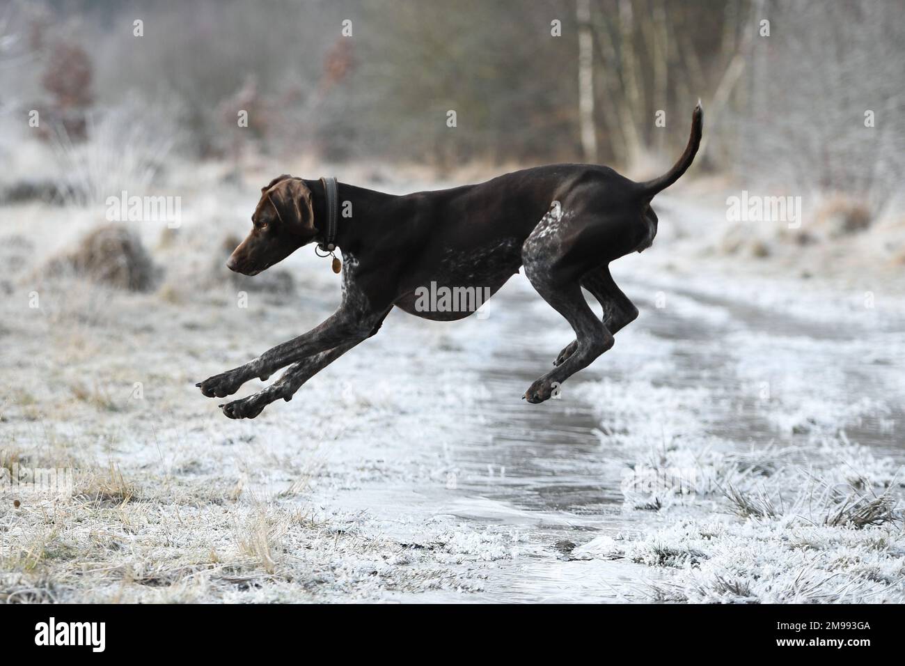 London, UK. 17th January, 2023: A German Shorthaired Pointer enjoying ...