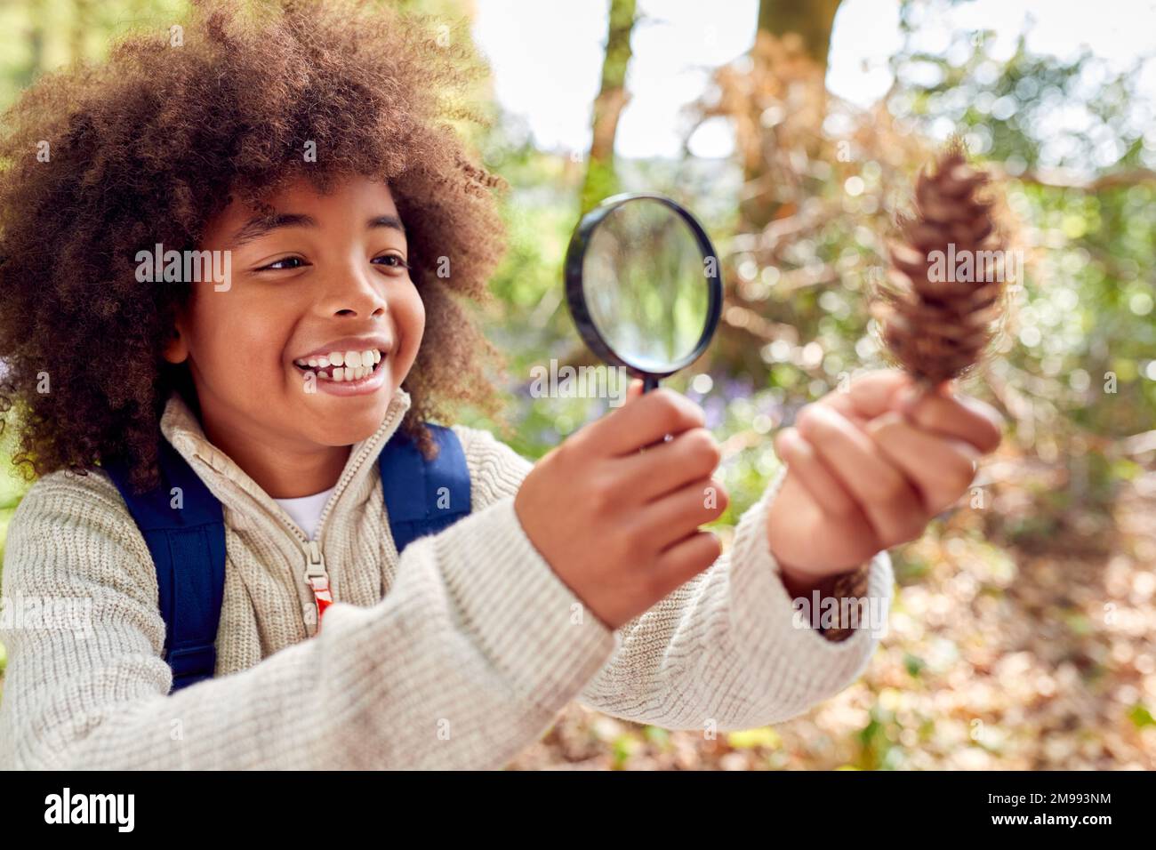 Boy In Spring Woodlands Examining Pine Cone With Magnifying Glass Stock ...