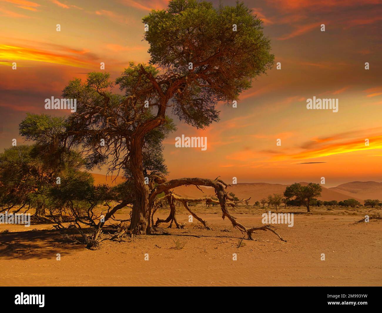 Sossusvlei and sand dunes in the Namib Desert of Namibia Stock Photo ...