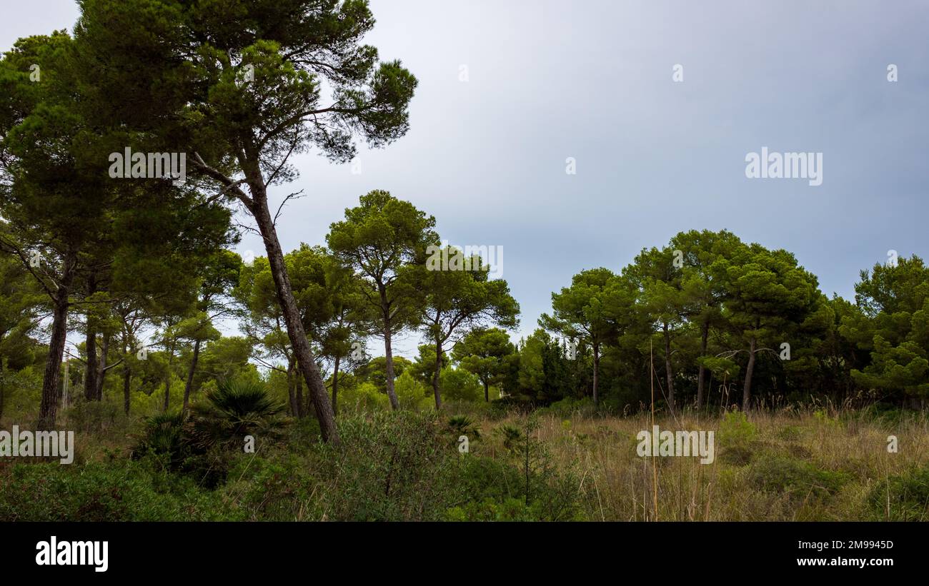 green mediterranean forest in cala ratjada, mallorca, spain with blue ...