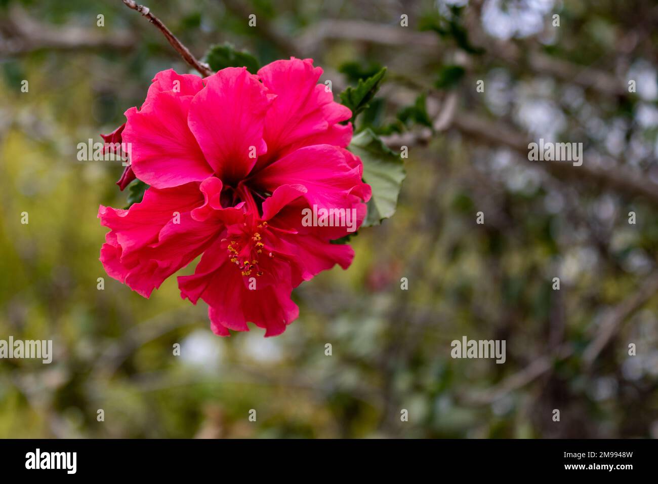 Pink flowering Hibiscus rosa-sinensis blossom closeup with blurred ...