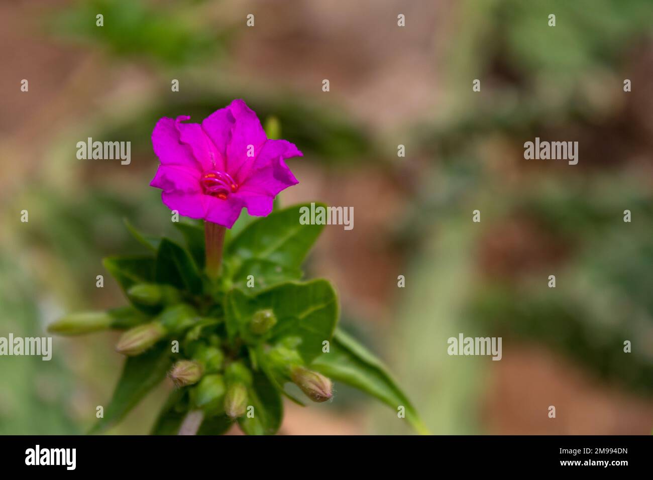 Pink flowering Mirabilis jalapa, the marvel of Peru or four o'clock ...