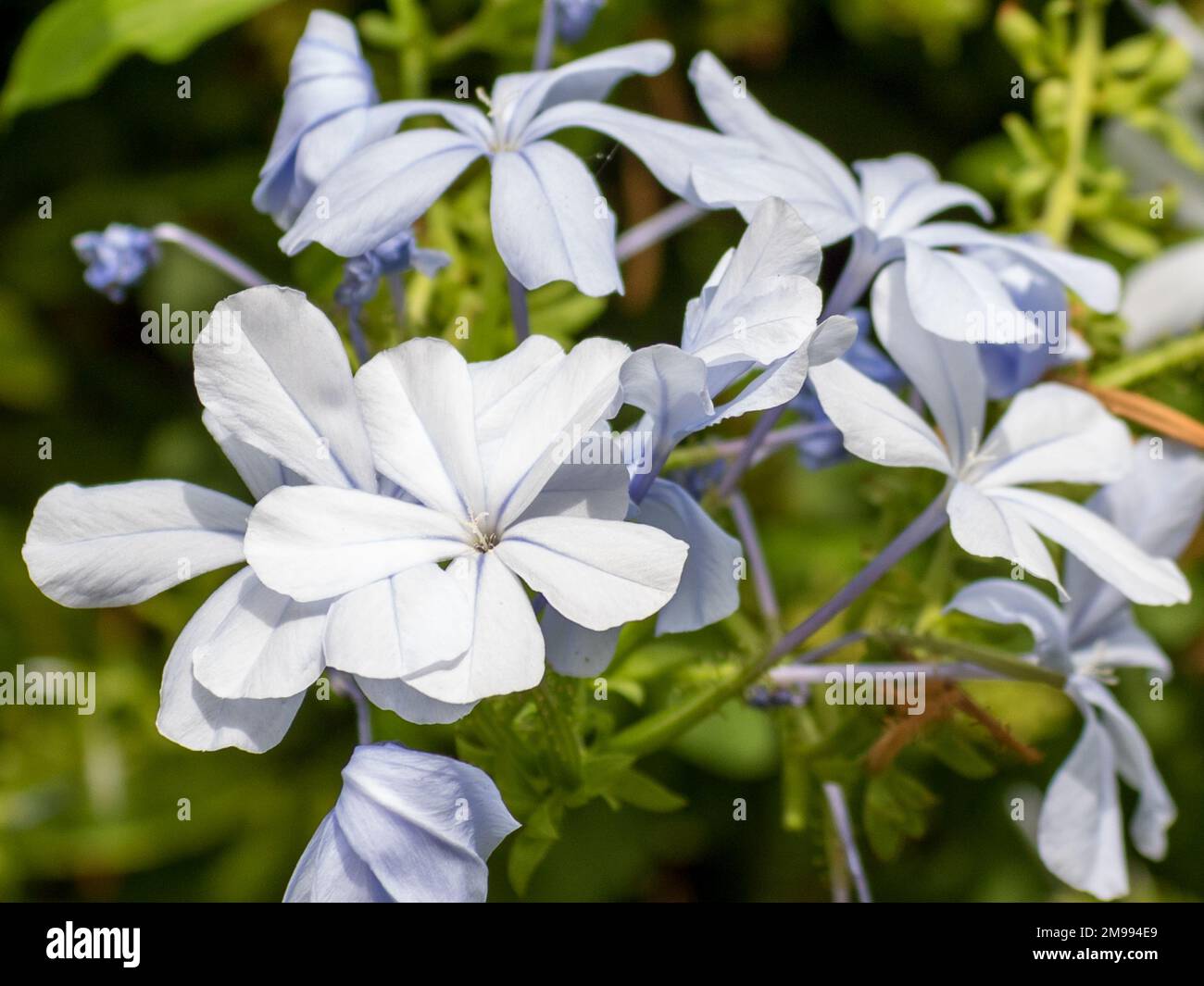 White flowering Plumbago auriculata, the cape leadwort, blue plumbago ...