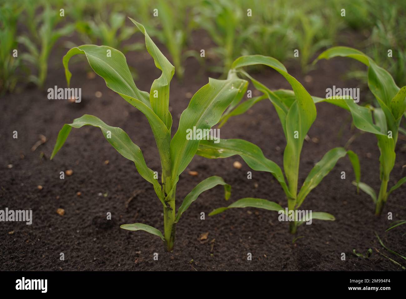 Small green corn sprout close-up Stock Photo - Alamy