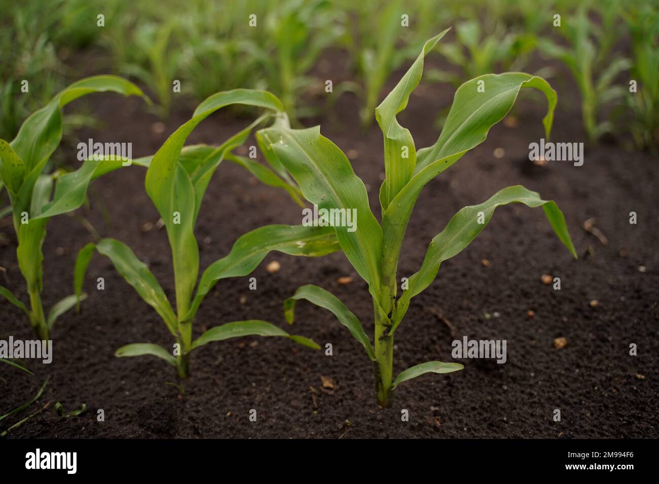 Small green corn sprout close-up Stock Photo - Alamy