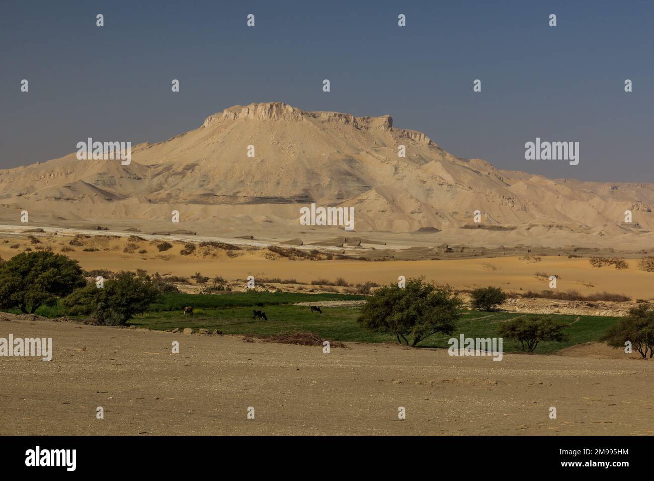View of Dakhla oasis, Egypt Stock Photo - Alamy