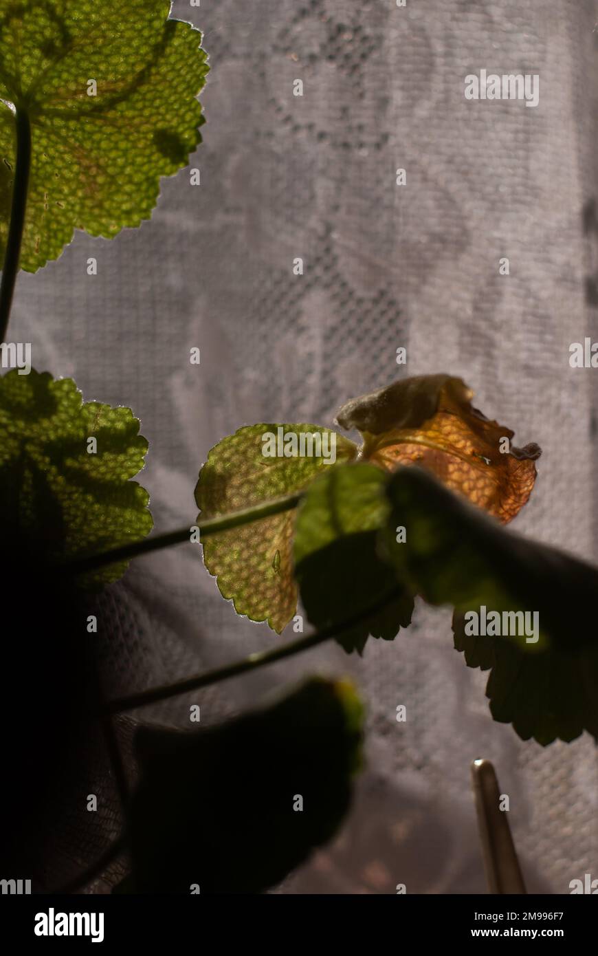 Plant with green leaves in sunlight Stock Photo - Alamy