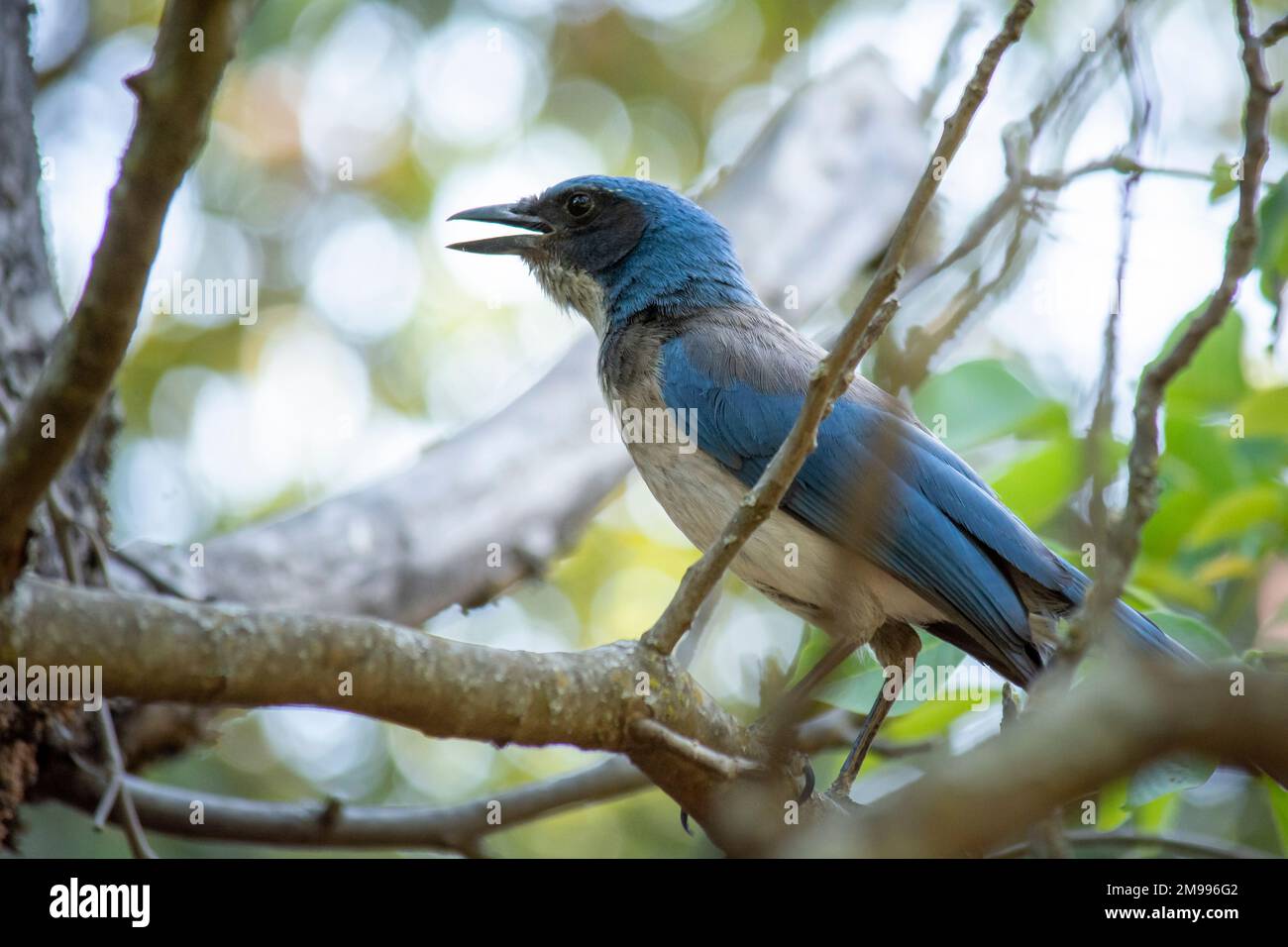 Large Blue Bird Washington