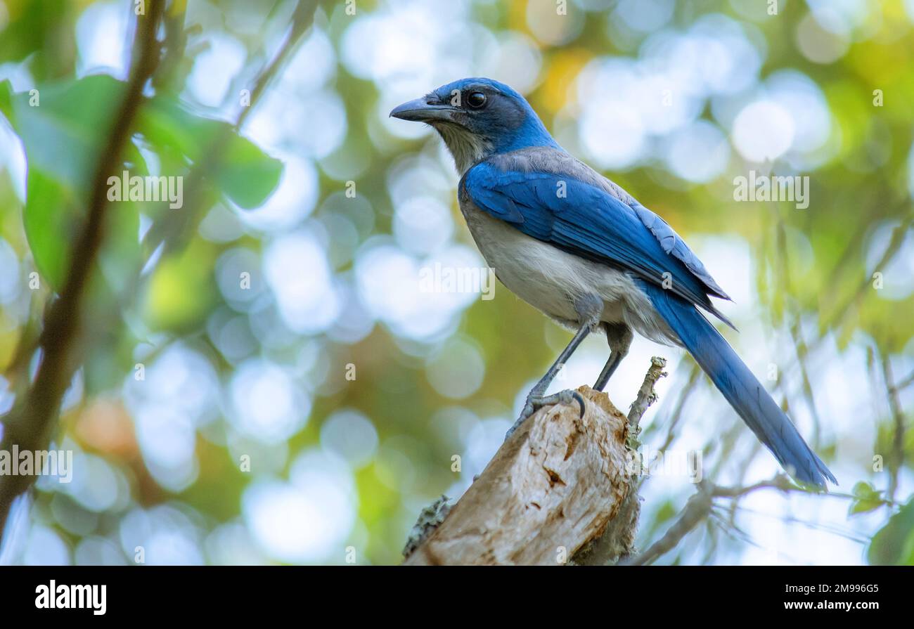 Camera for watching birds hi-res stock photography and images - Alamy