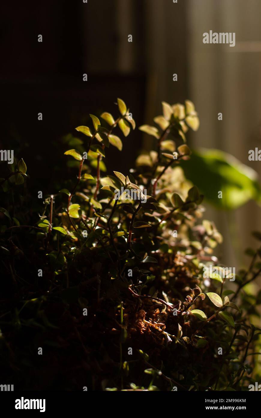 Go plant hi-res stock photography and images - Alamy