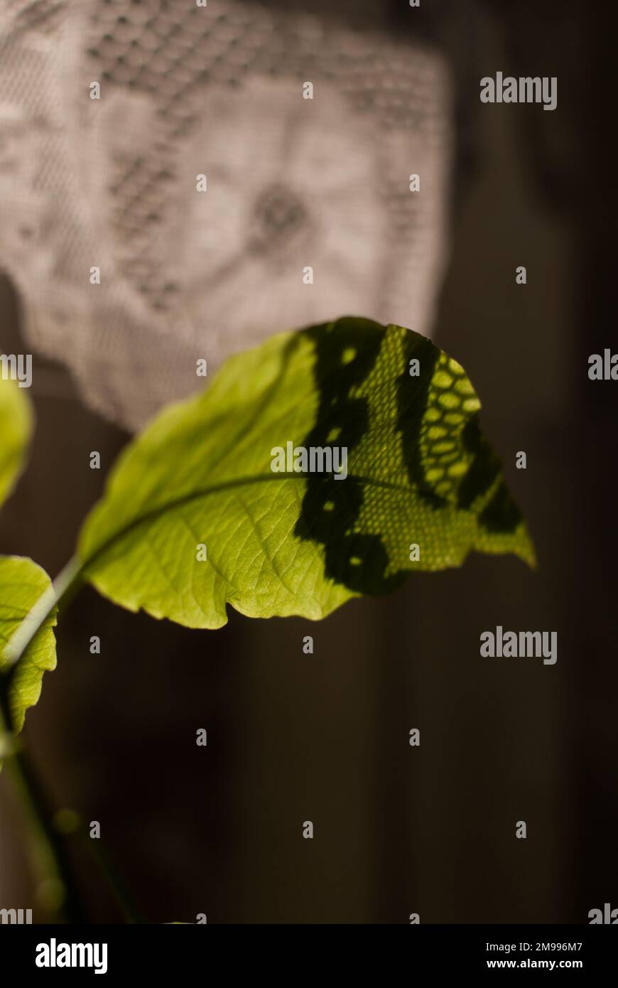 Green leaf in sun light Stock Photo - Alamy