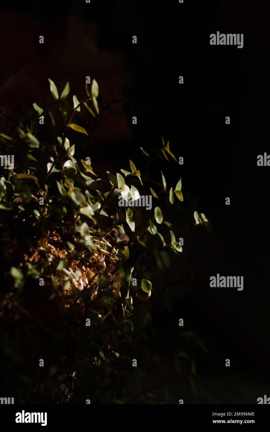 Green leaves in the light of sun Stock Photo - Alamy